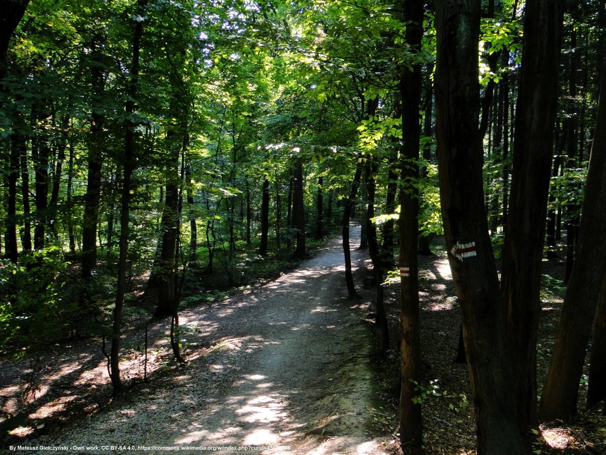 Las Wolski w Krakowie - Atrakcje turystyczne - Odkrywcza turystyka