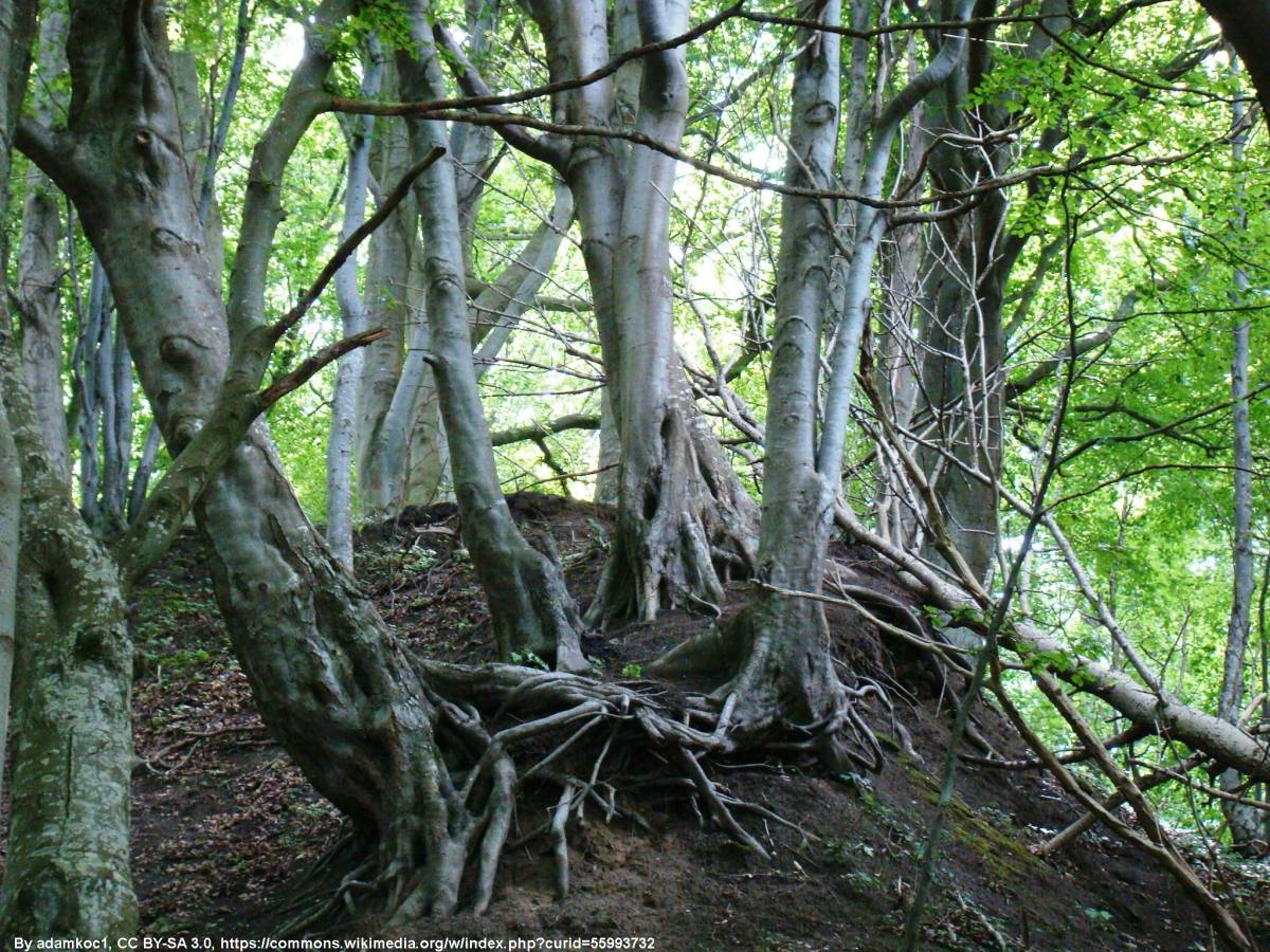 Rezerwat przyrody Przylądek Rozewski - Atrakcje turystyczne - Odkrywcza ...